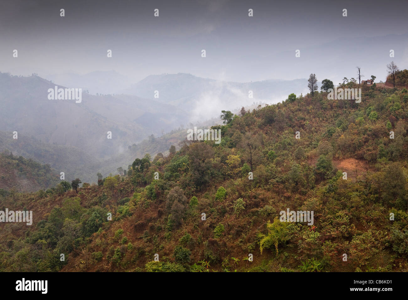 India, Nagaland, Tuophema, early morning cloud in wooded valley Stock ...