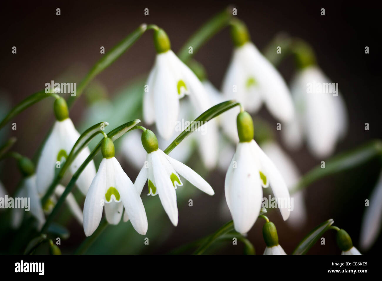 Plant snow drooping hi-res stock photography and images - Alamy