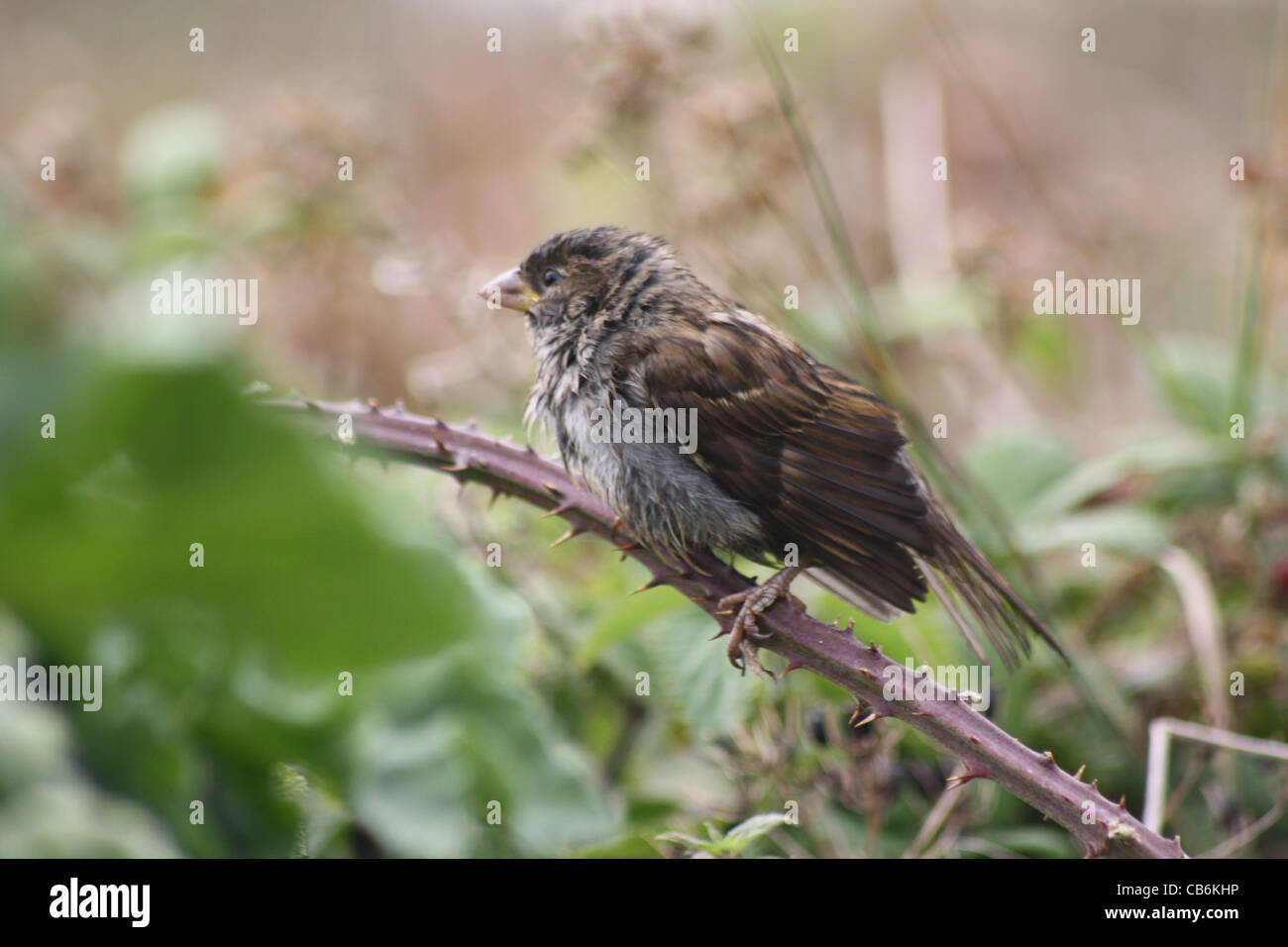 Small untidy bird hi-res stock photography and images - Alamy