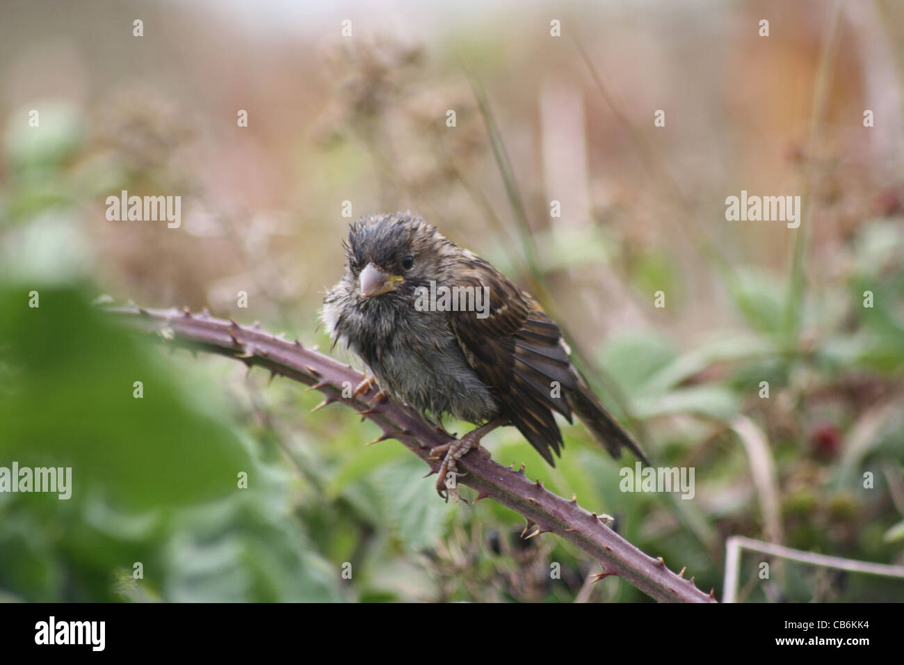 Hedge sparrow bird wet with ruffled feathers sitting on bramble bush ...