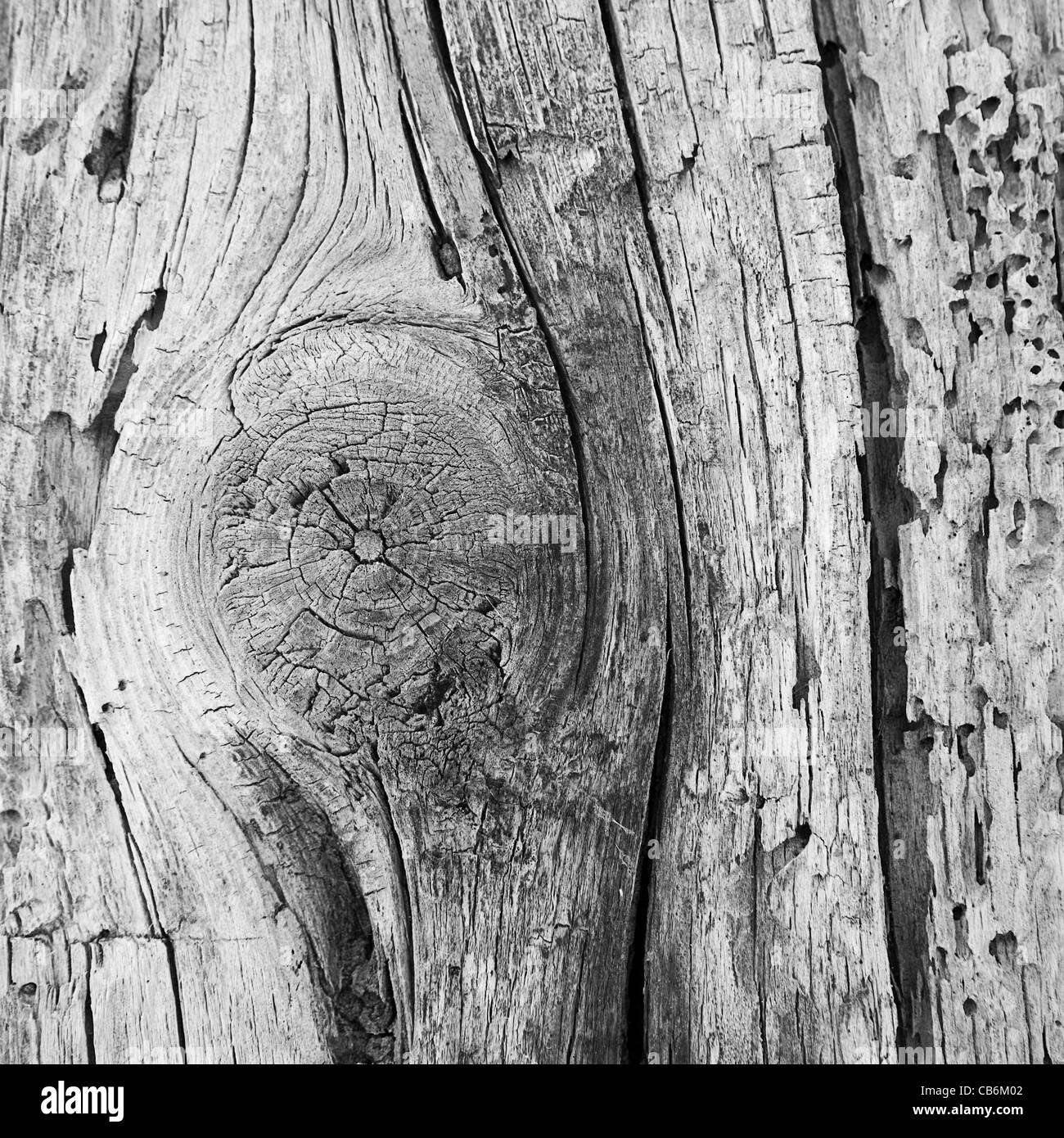Fallen tree detail Black and White Stock Photos & Images - Alamy