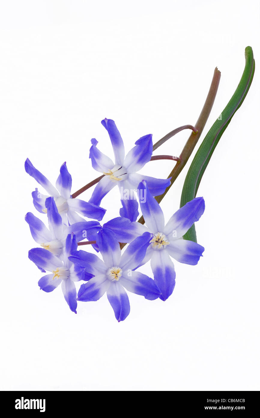Scilla flower hi-res stock photography and images - Alamy