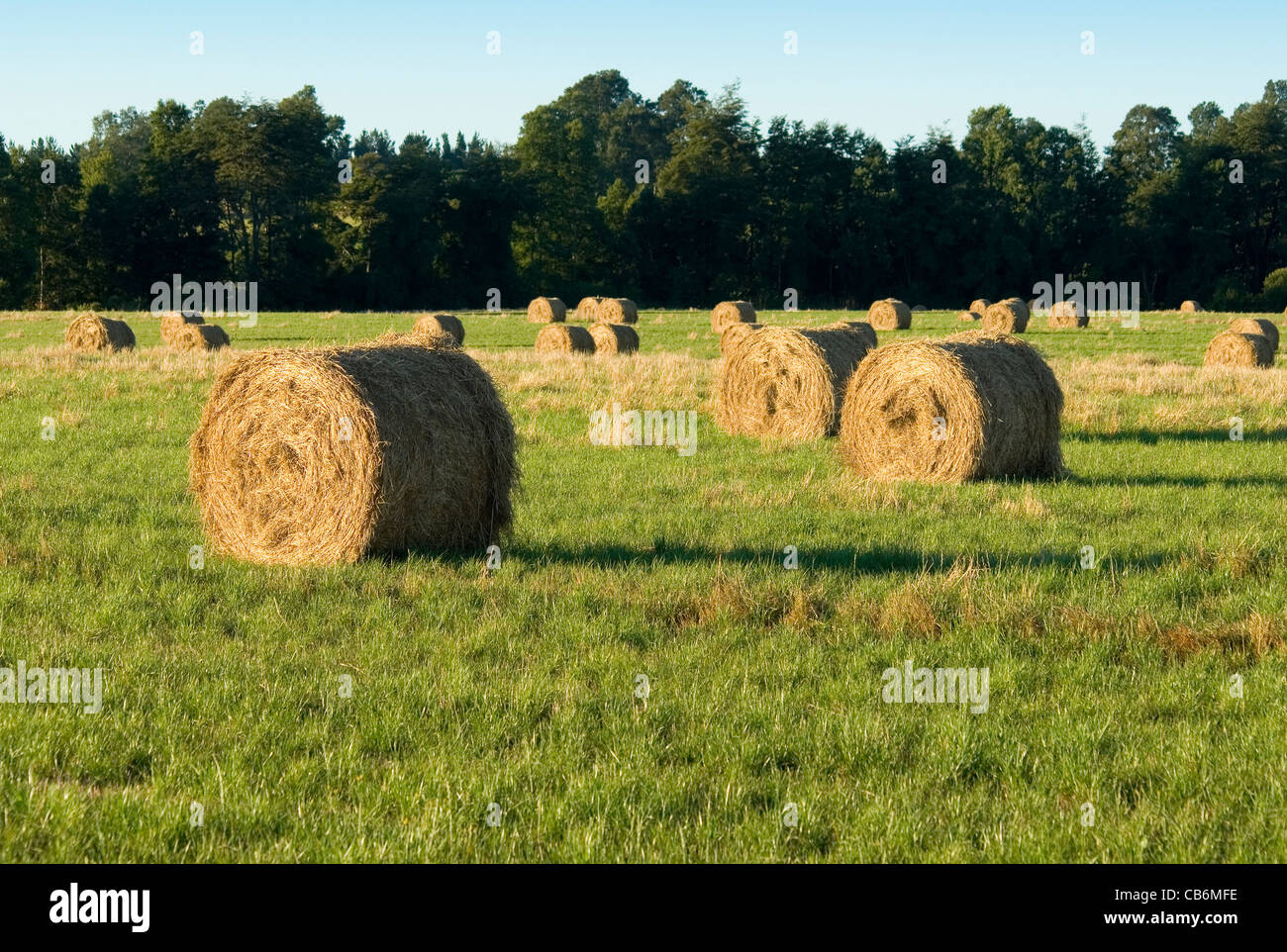 Bundles of grass hi-res stock photography and images - Alamy