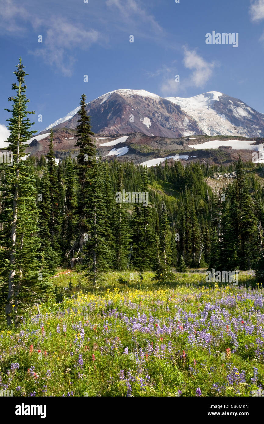 WASHINGTON - Lupine covered meadow below Mount Adams along the Pacific ...