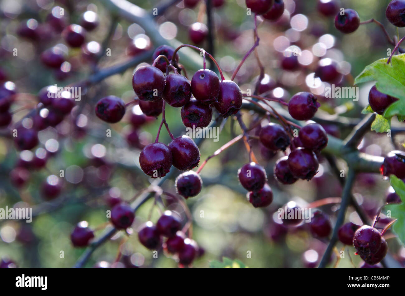 Ruby Red Berries High Resolution Stock Photography and Images - Alamy