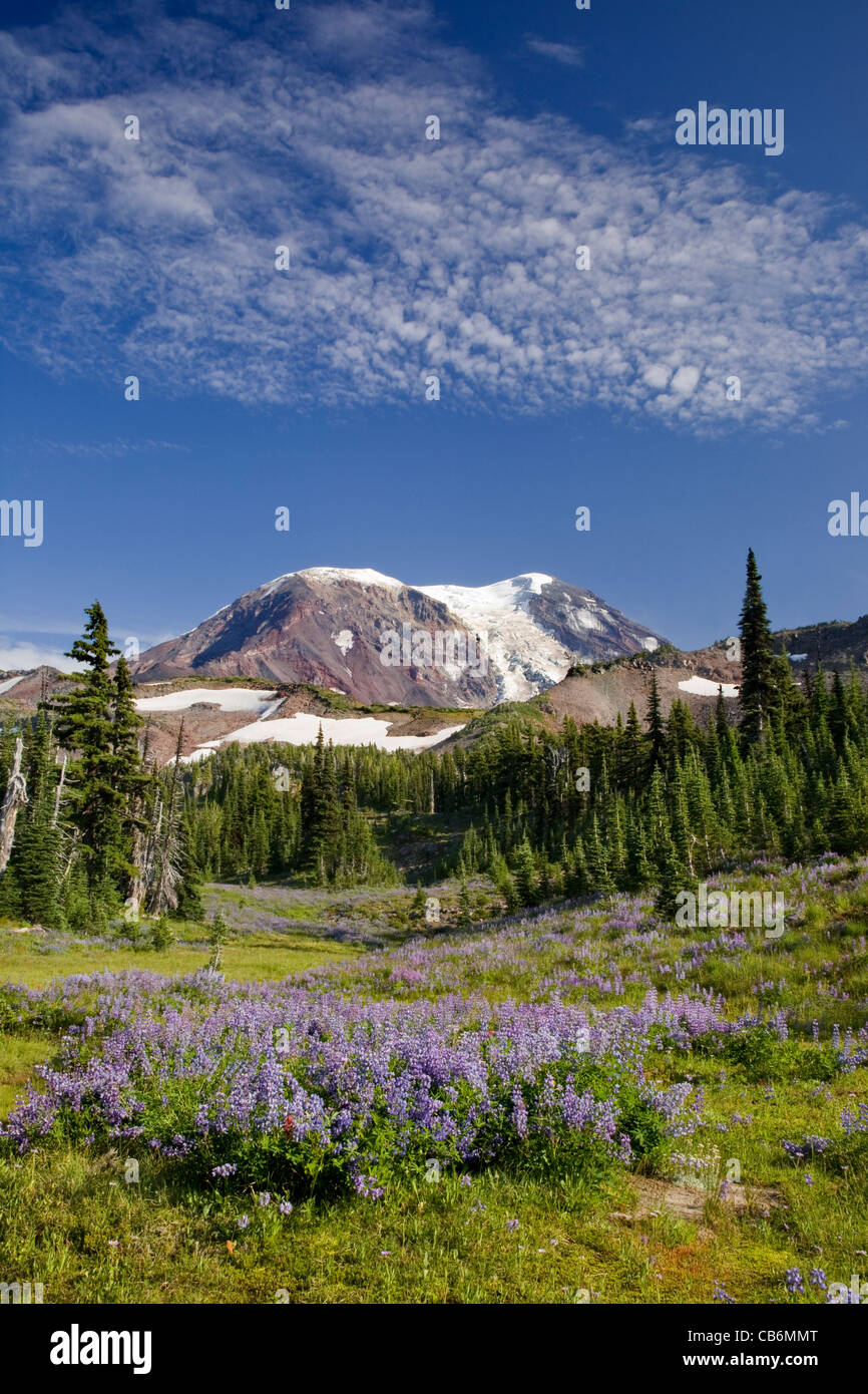 Washington lupine hi-res stock photography and images - Alamy
