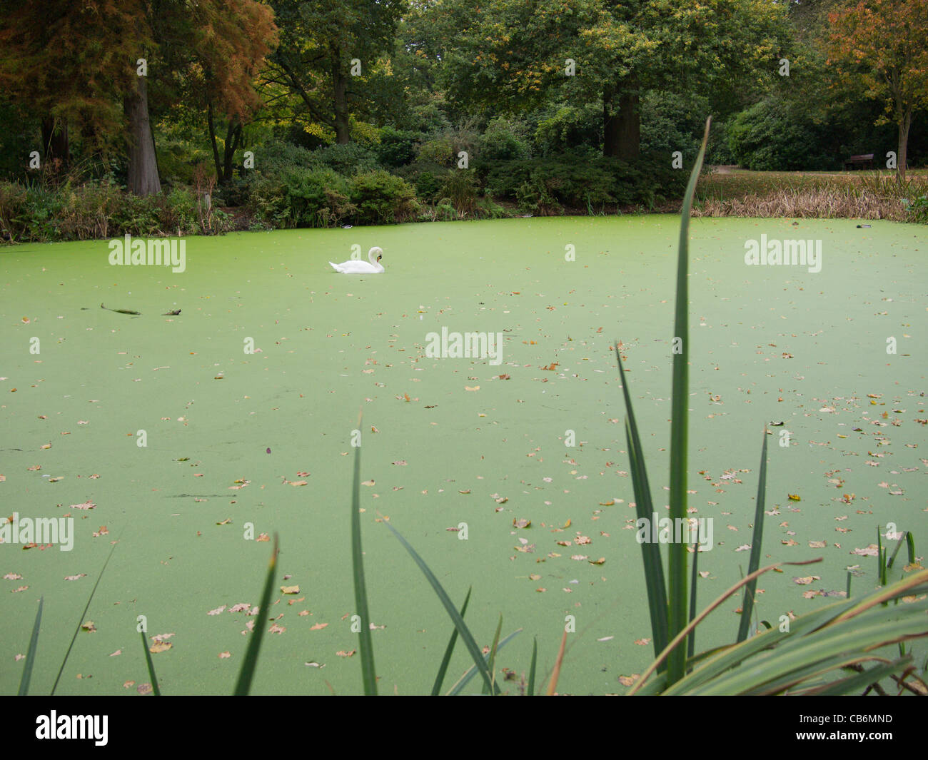 Stagnate water hi-res stock photography and images - Alamy