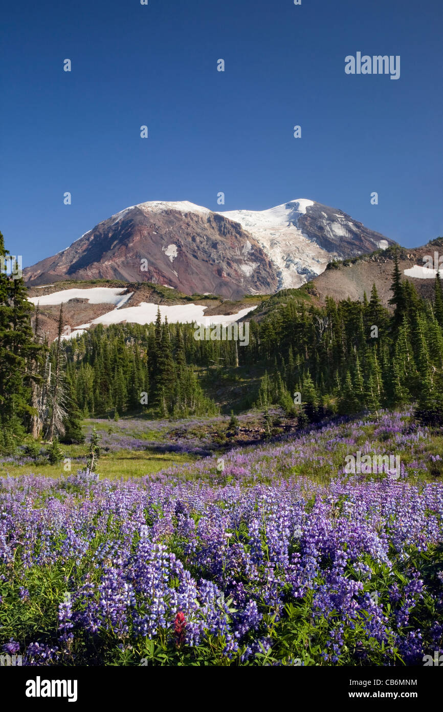 WASHINGTON - Lupine covered meadow below Mount Adams along the Pacific ...