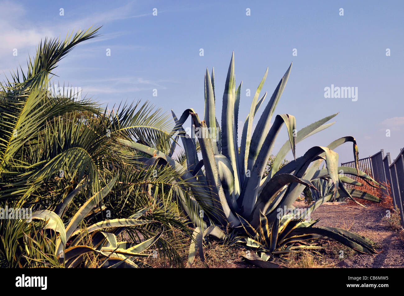 Agave genus hi-res stock photography and images - Alamy