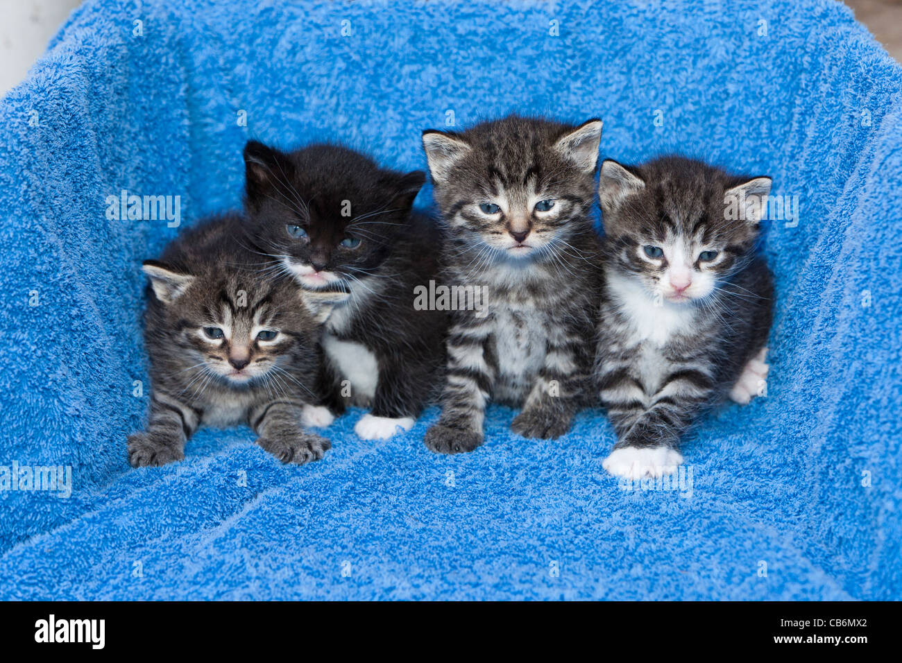 Four pets hi-res stock photography and images - Alamy
