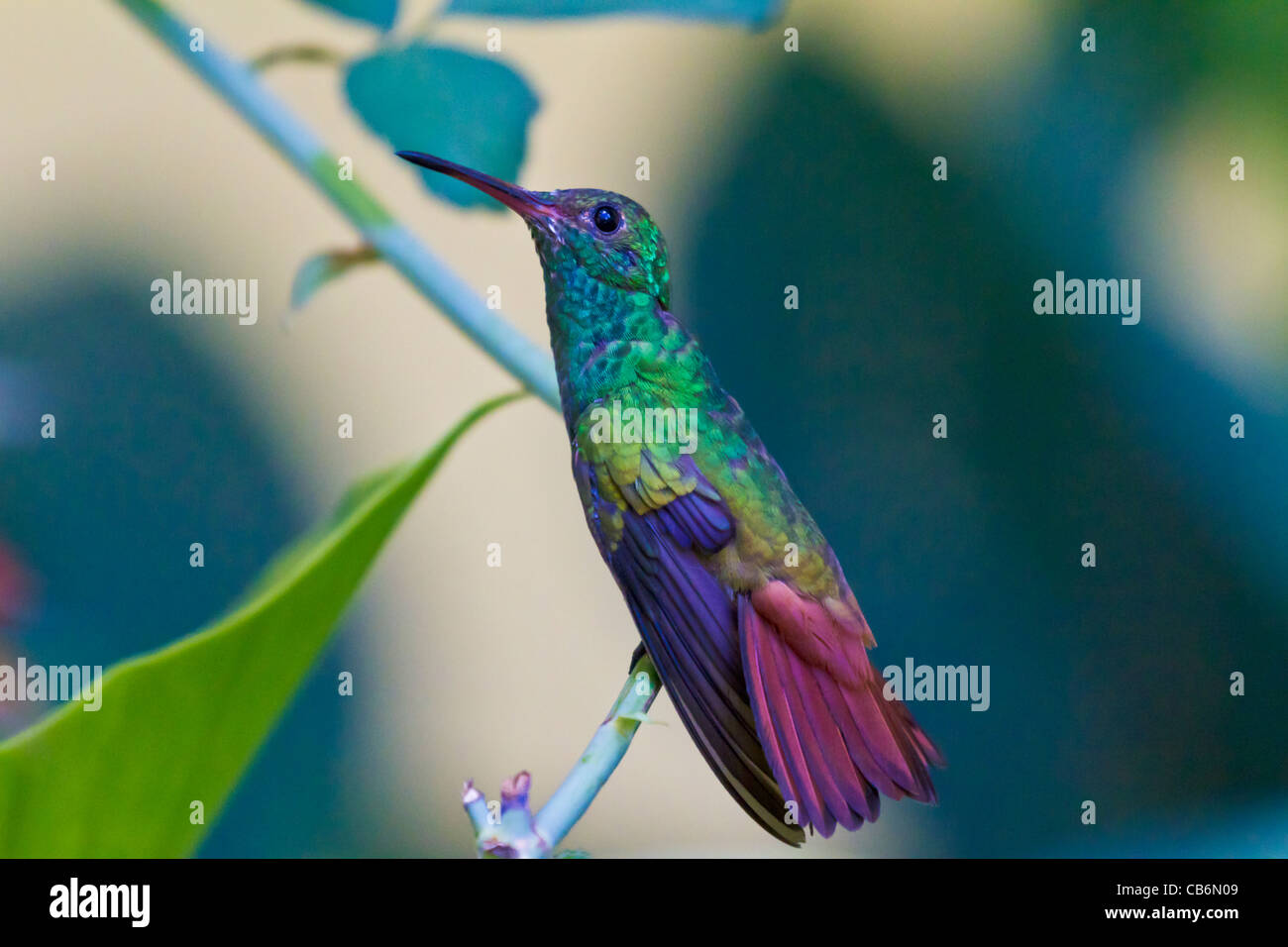 Costa rican hummingbird hi-res stock photography and images - Alamy