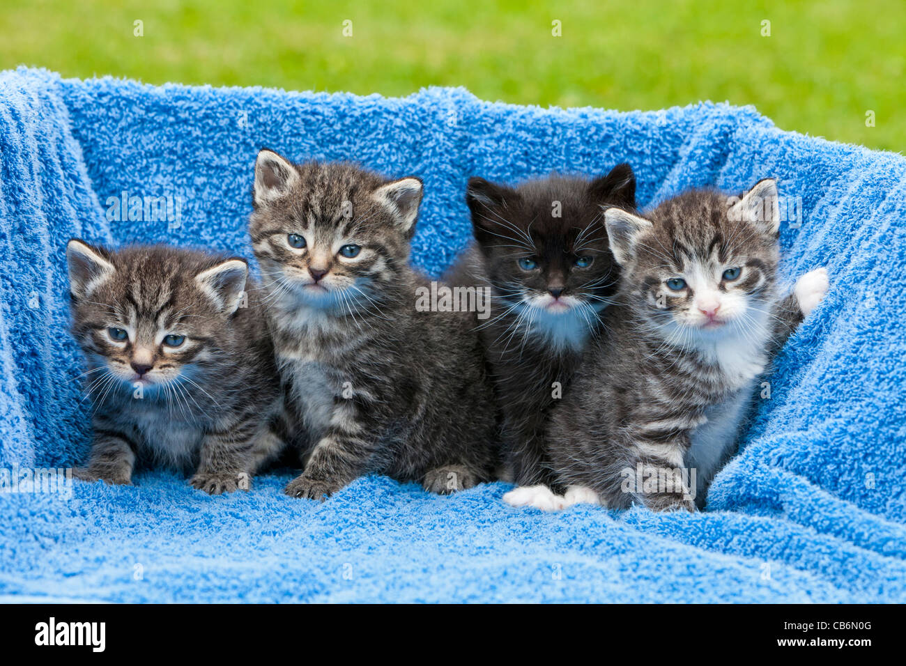 Four cats hi-res stock photography and images - Alamy