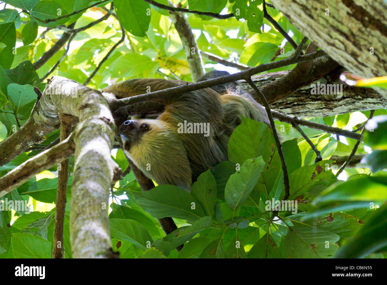 Sloth and baby in tree Stock Photo - Alamy