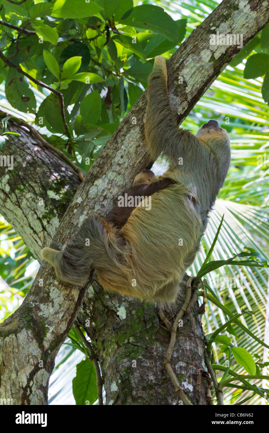 Sloth and baby in tree Stock Photo - Alamy