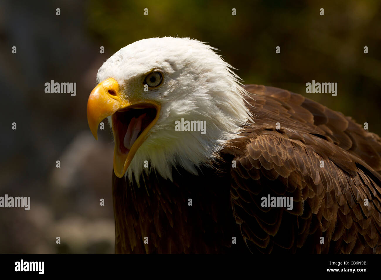 Eagle open beak High Resolution Stock Photography and Images - Alamy