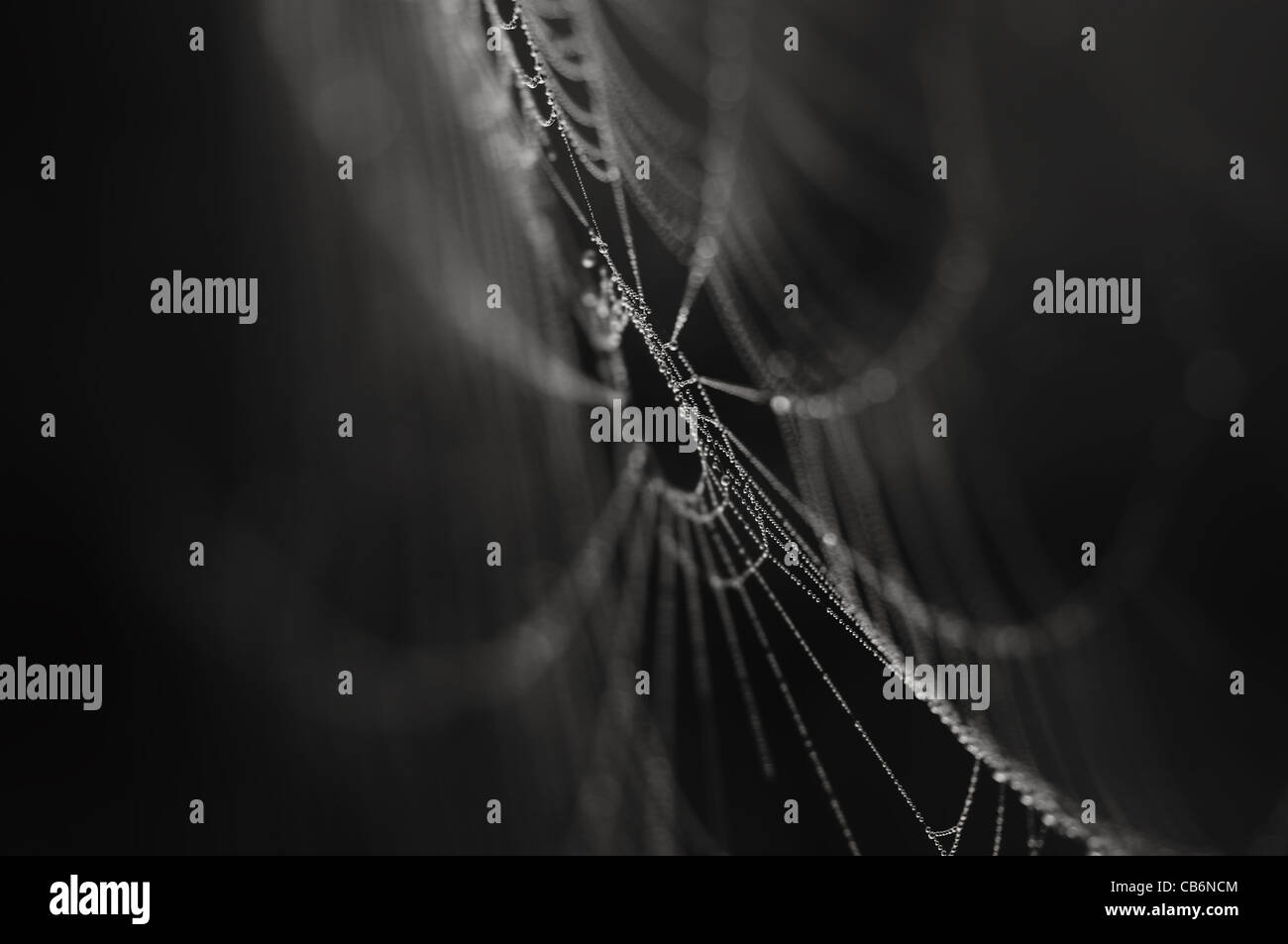 Wet spiders web hi-res stock photography and images - Alamy