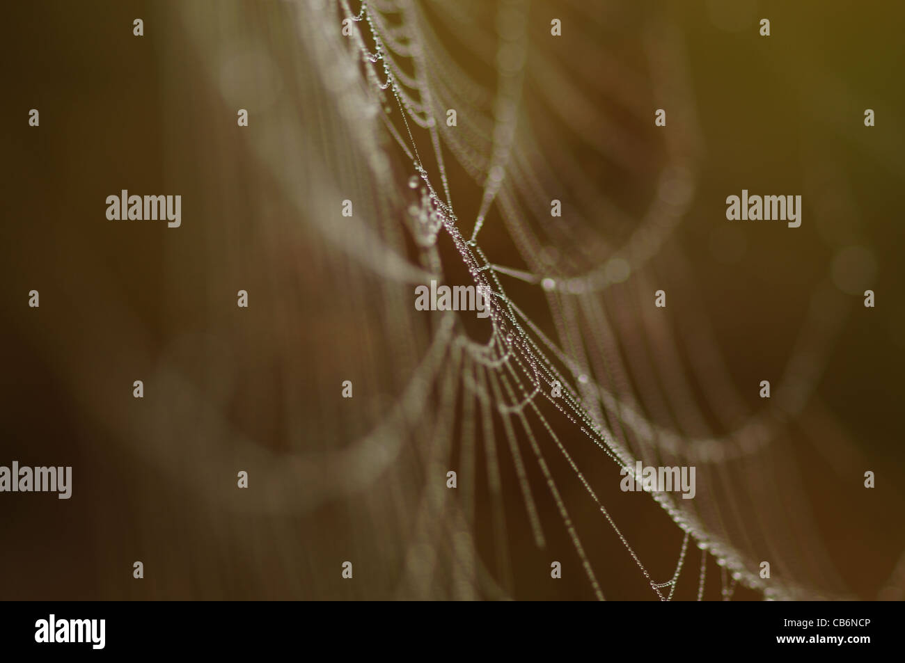 Wet spiders web hi-res stock photography and images - Alamy