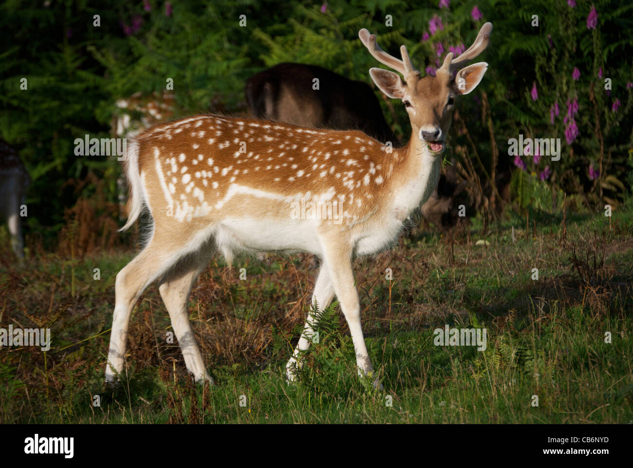 A male deer eating grass in Knole Park (Sevenoaks, Kent, UK Stock Photo ...