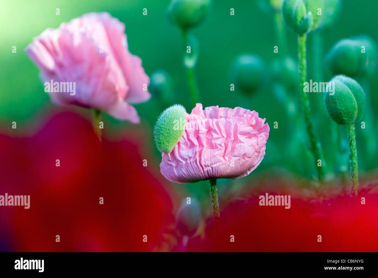 Pink Poppy (Papaver rhoeas cultivar), closed blossom head in garden ...