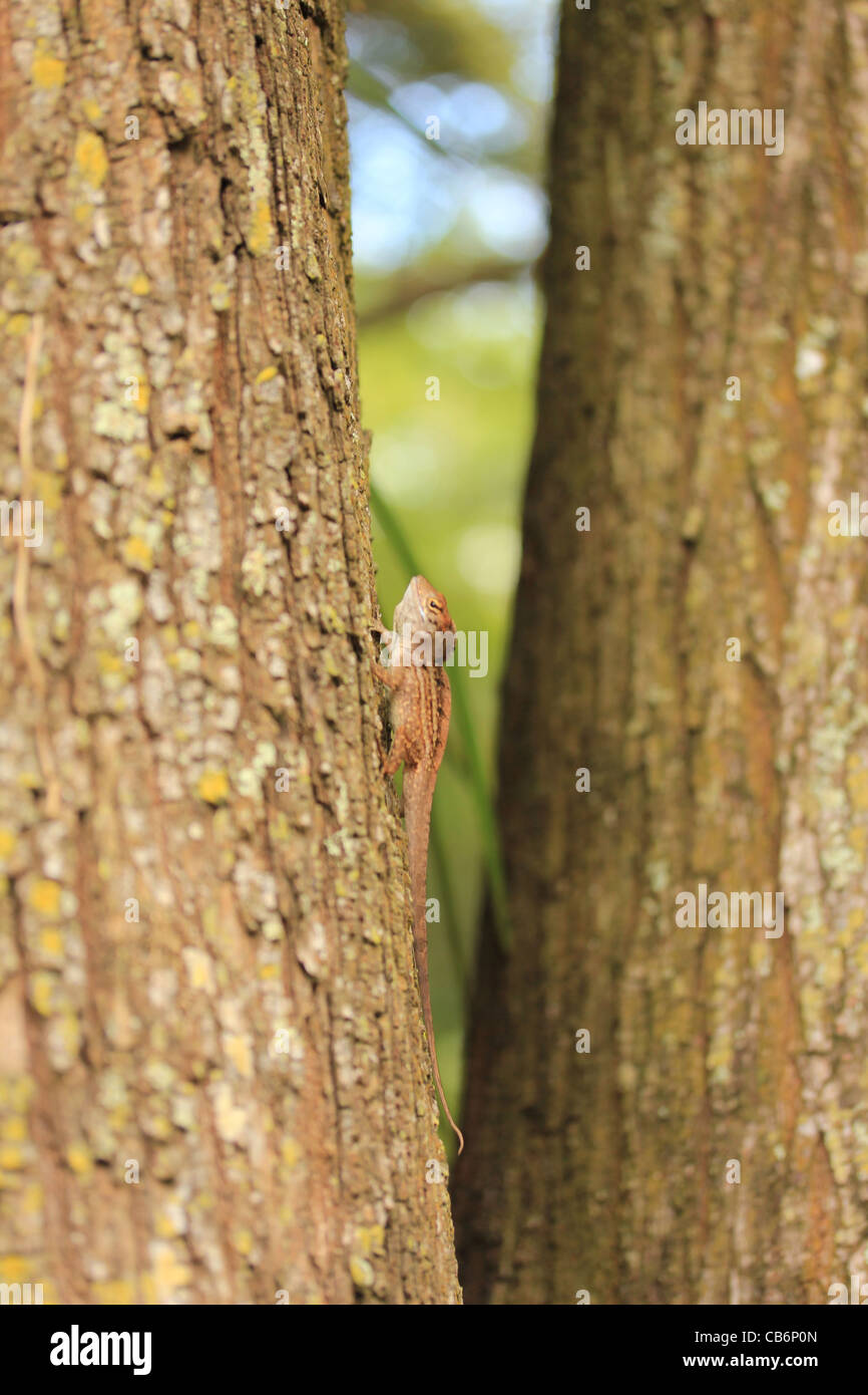 A lizard climbs a tree in Florida Stock Photo - Alamy
