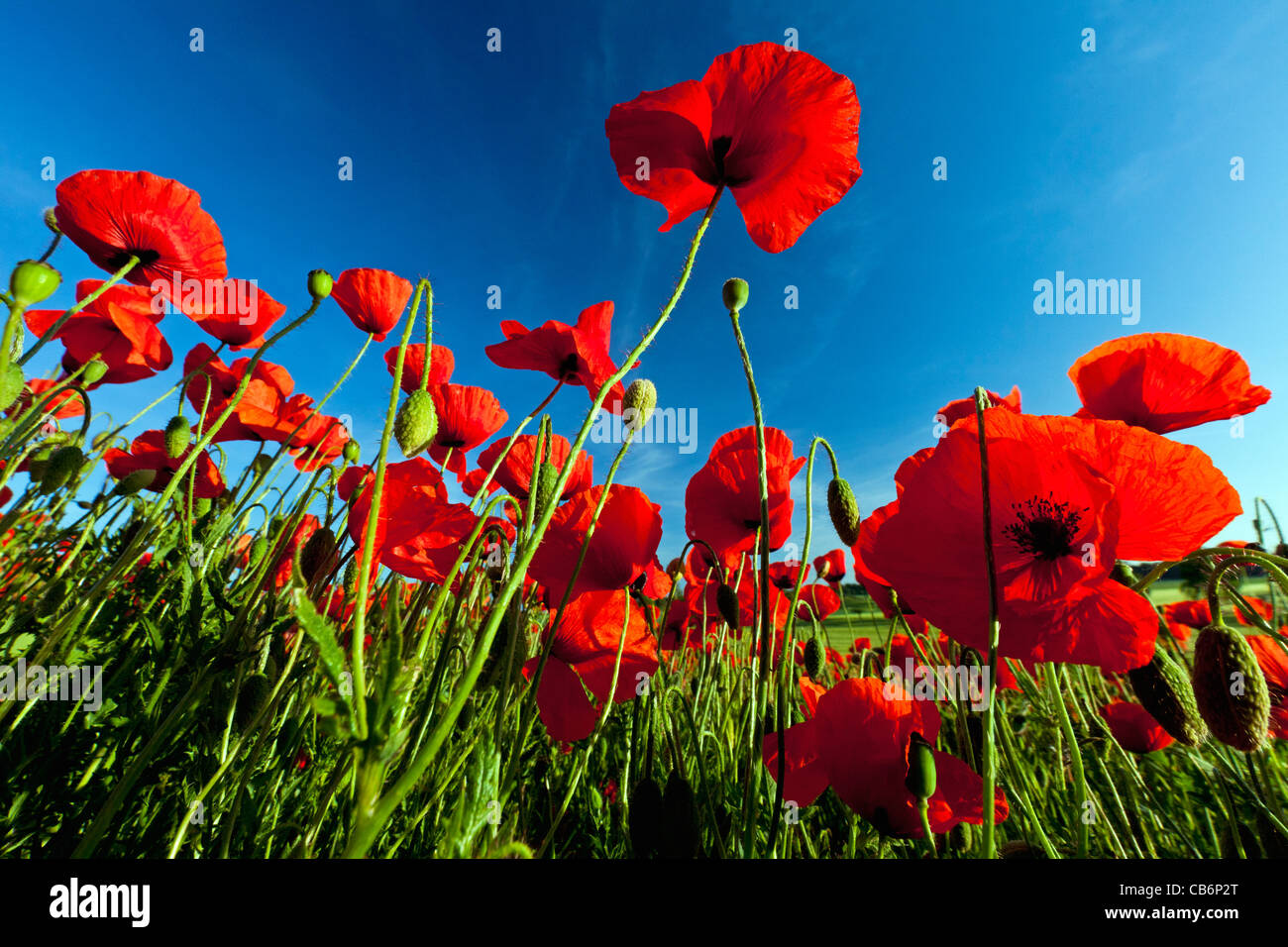 Common poppy hi-res stock photography and images - Alamy