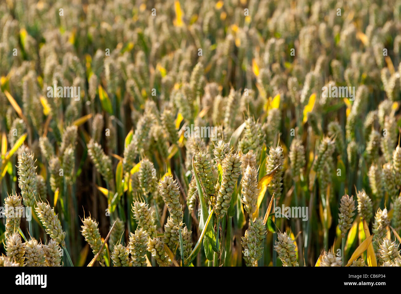 Ripening wheat, backlit by setting sun Stock Photo - Alamy