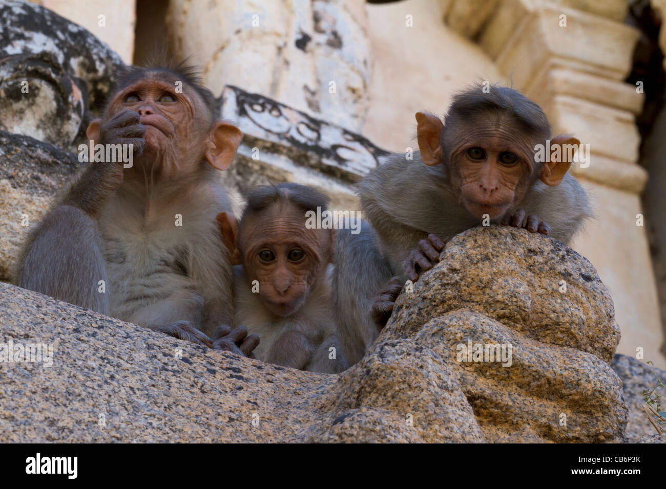 Monkey Temple Hampi Stock Photo - Alamy