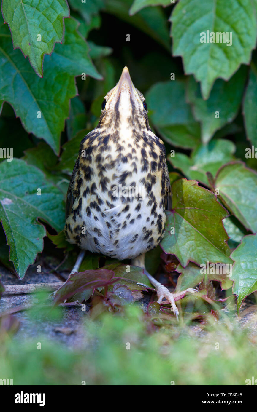 Juvenile song thrush hi-res stock photography and images - Alamy