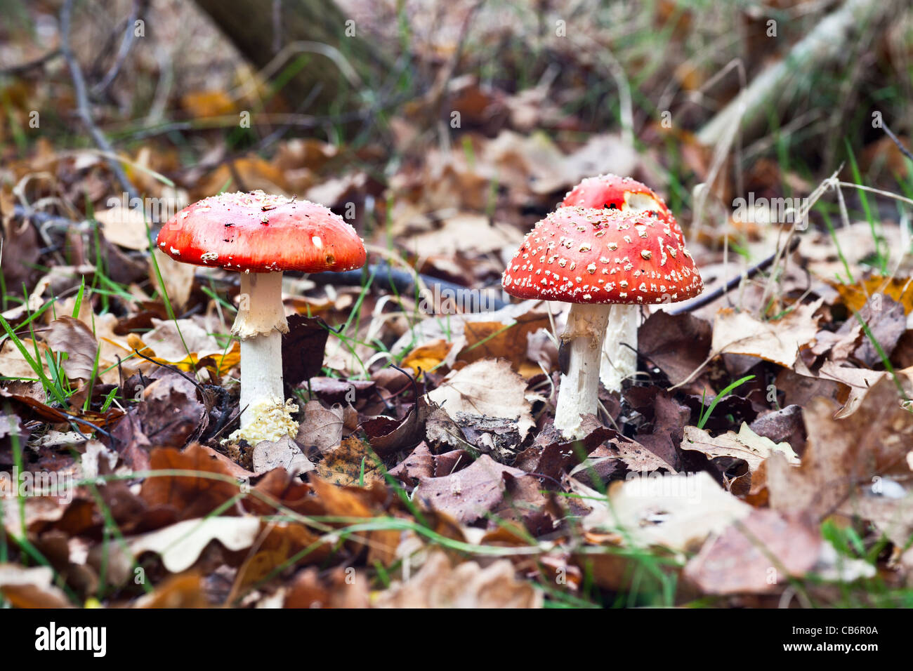 Three poisonous Fly Agaric (Amanita Muscaria) toadstool fruiting bodies ...