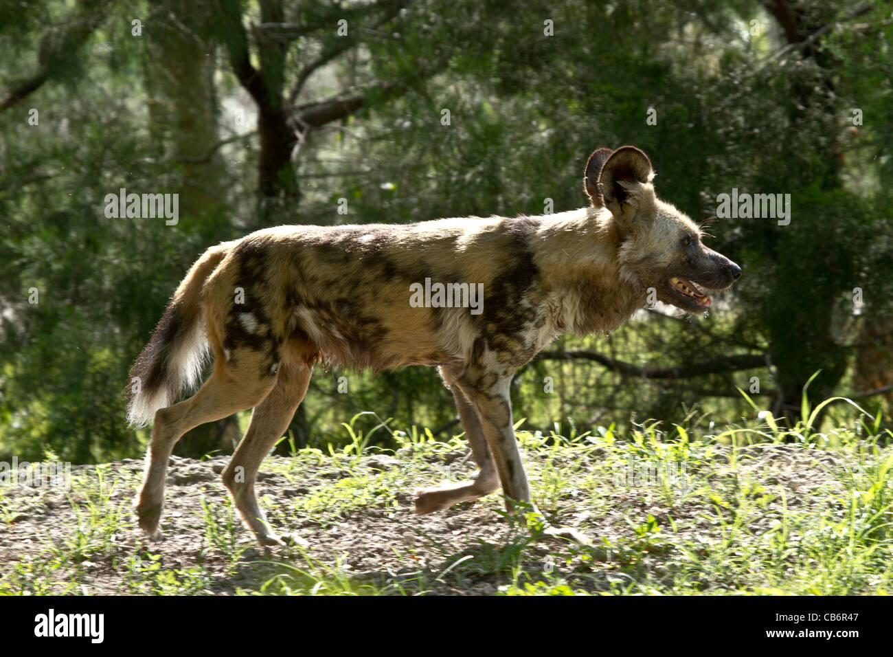 Cape Hunting Dog Stock Photo - Alamy