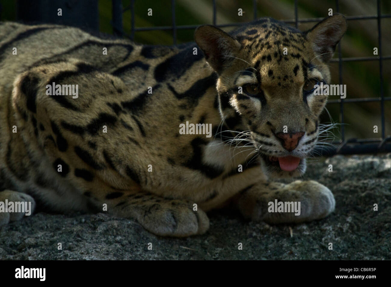 Captive clouded leopard hi-res stock photography and images - Alamy