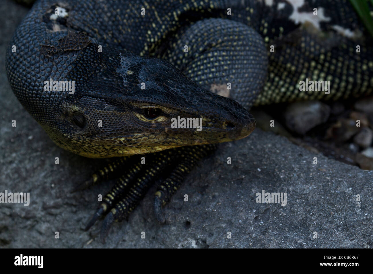 Water monitor biology hi-res stock photography and images - Alamy
