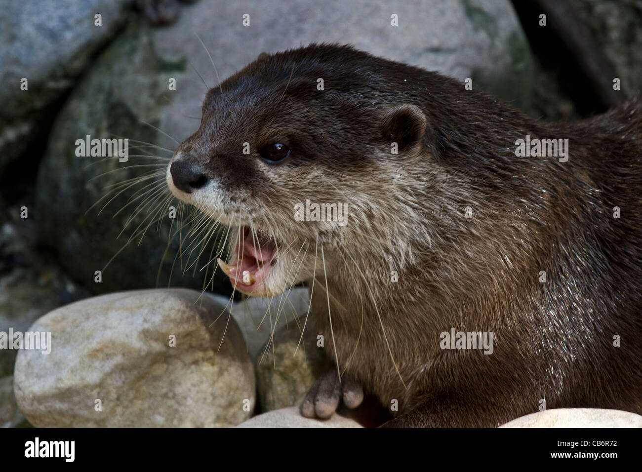 Asian Small-Clawed Otter Stock Photo - Alamy