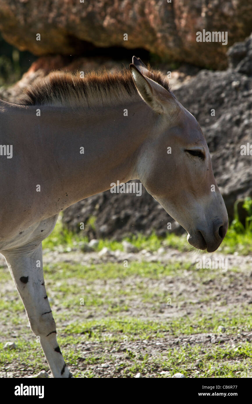 Onager hi-res stock photography and images - Alamy