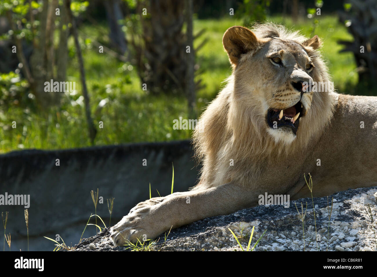 North carolina zoo lion hi-res stock photography and images - Alamy