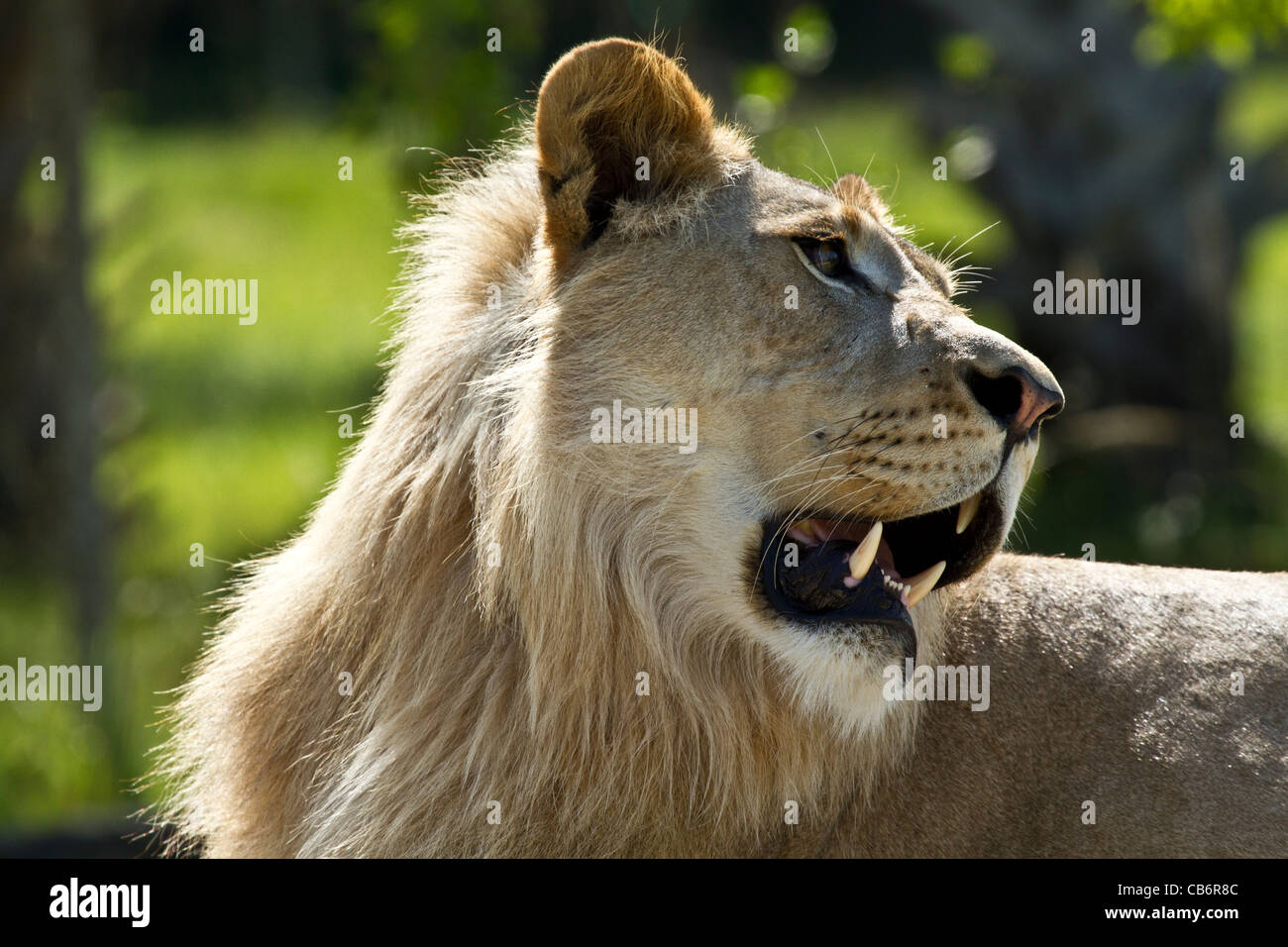 North carolina zoo lion hi-res stock photography and images - Alamy
