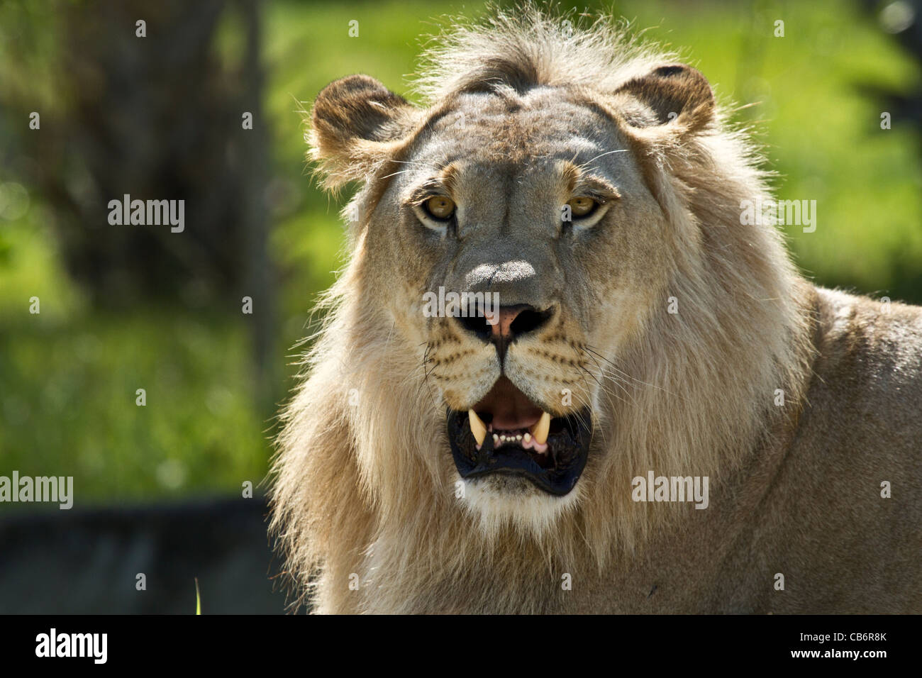 North carolina zoo lion hi-res stock photography and images - Alamy