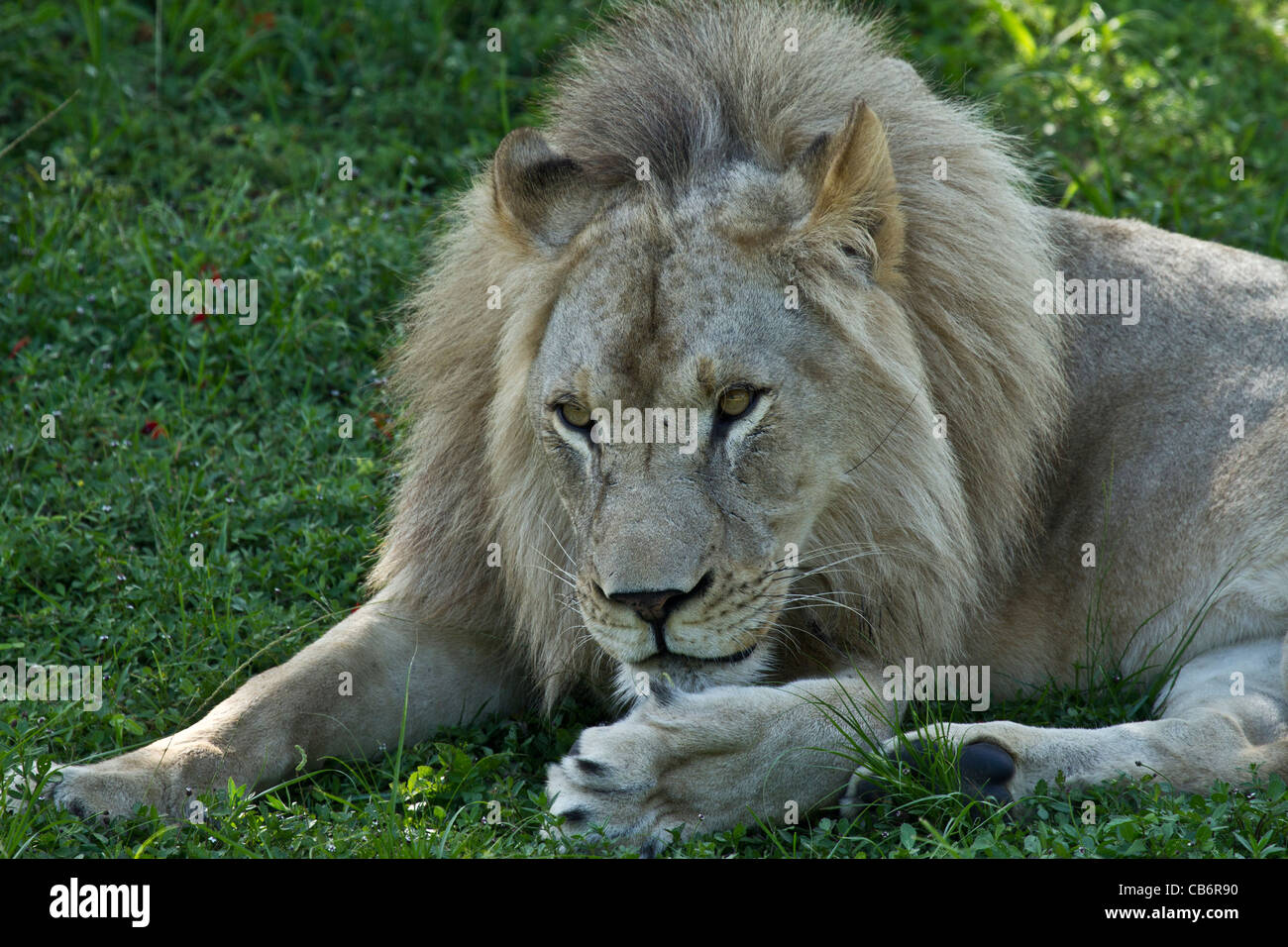 North carolina zoo lion hi-res stock photography and images - Alamy