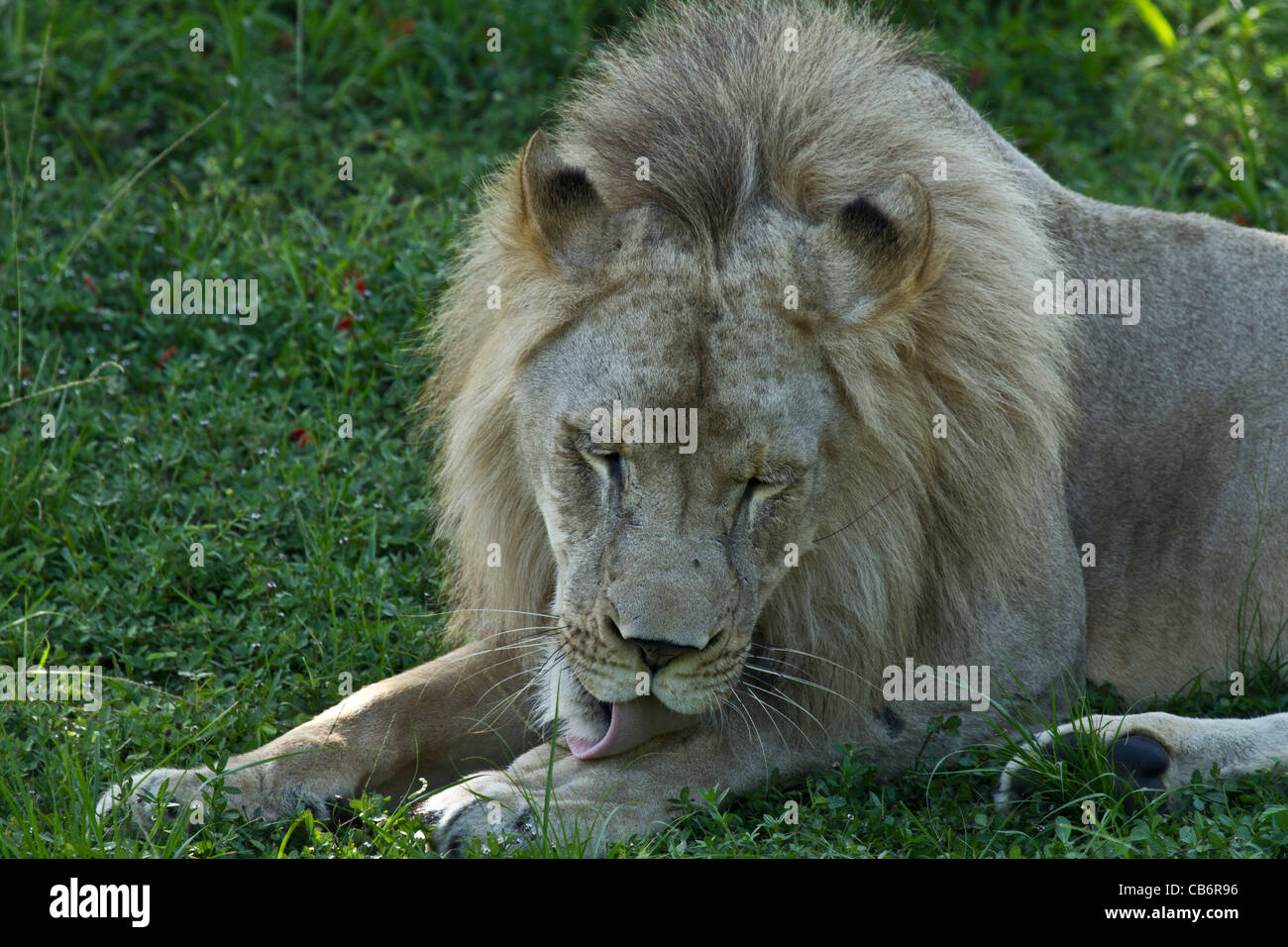North carolina zoo lion hi-res stock photography and images - Alamy