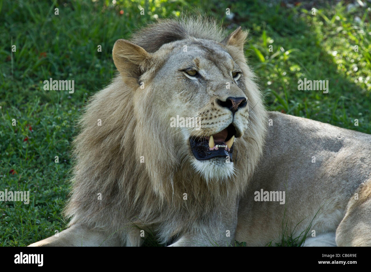 North carolina zoo lion hi-res stock photography and images - Alamy