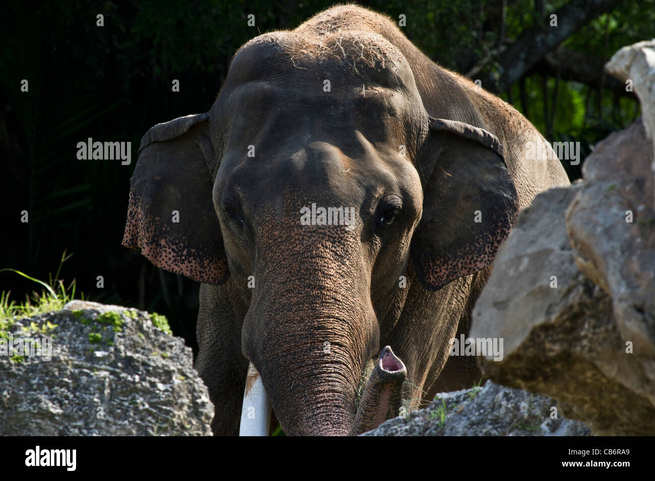 Asian temperate forest hi-res stock photography and images - Alamy
