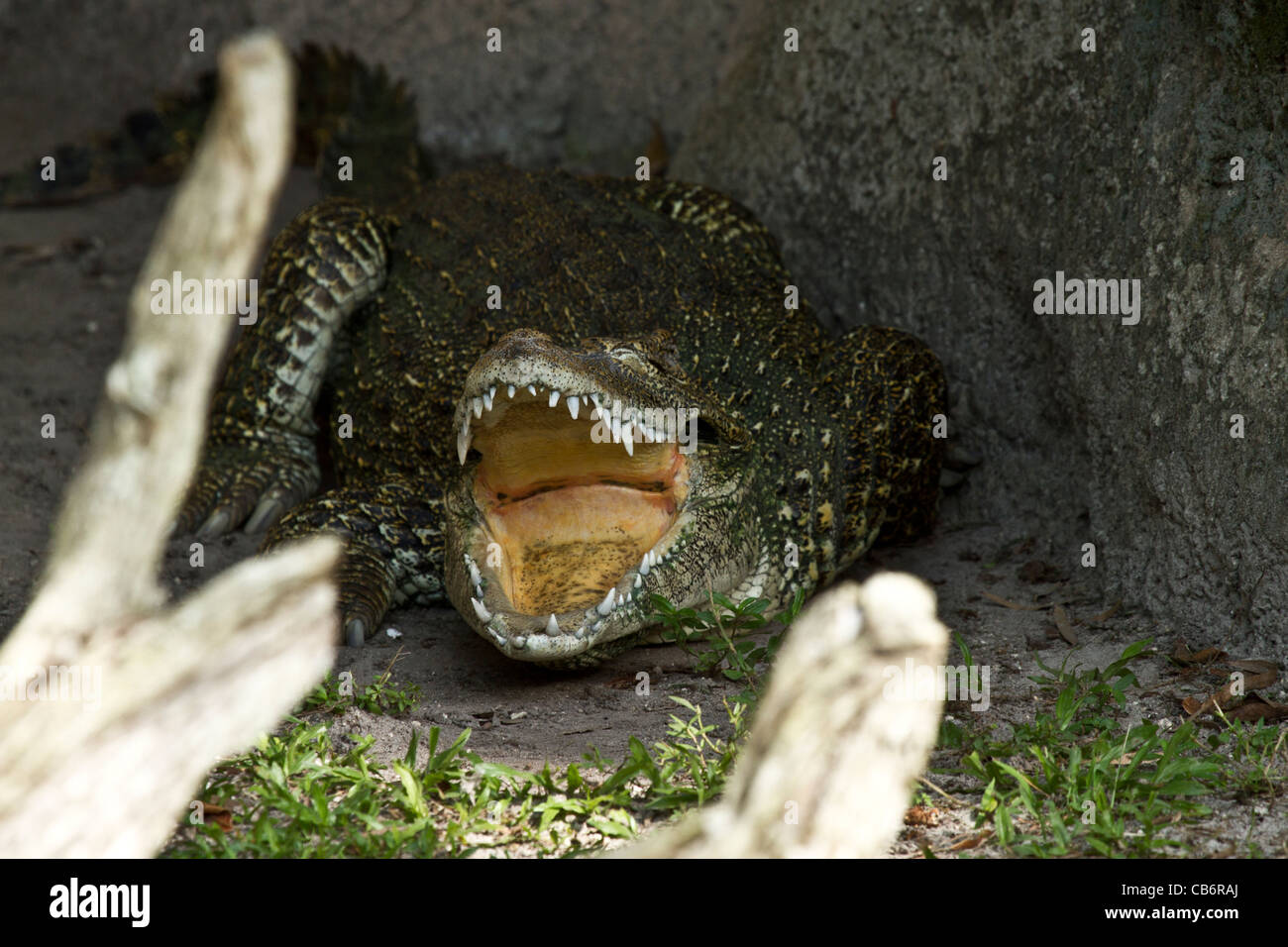 Crocodile conservation science hi-res stock photography and images - Alamy