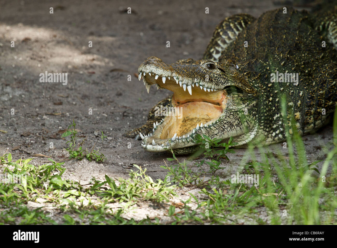 Crocodile conservation science hi-res stock photography and images - Alamy