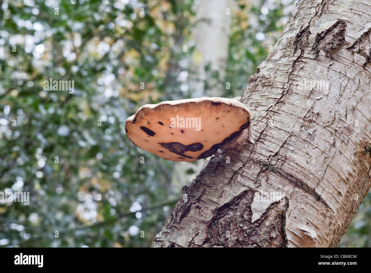 Autumn fungi - tree fungus growing on a silver birch tree trunk in ...