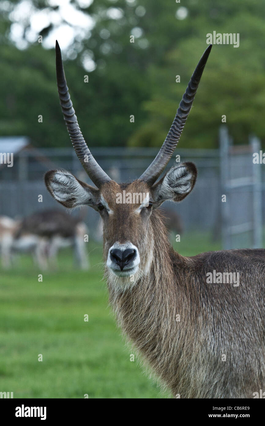 Waterbuck in forest hi-res stock photography and images - Alamy