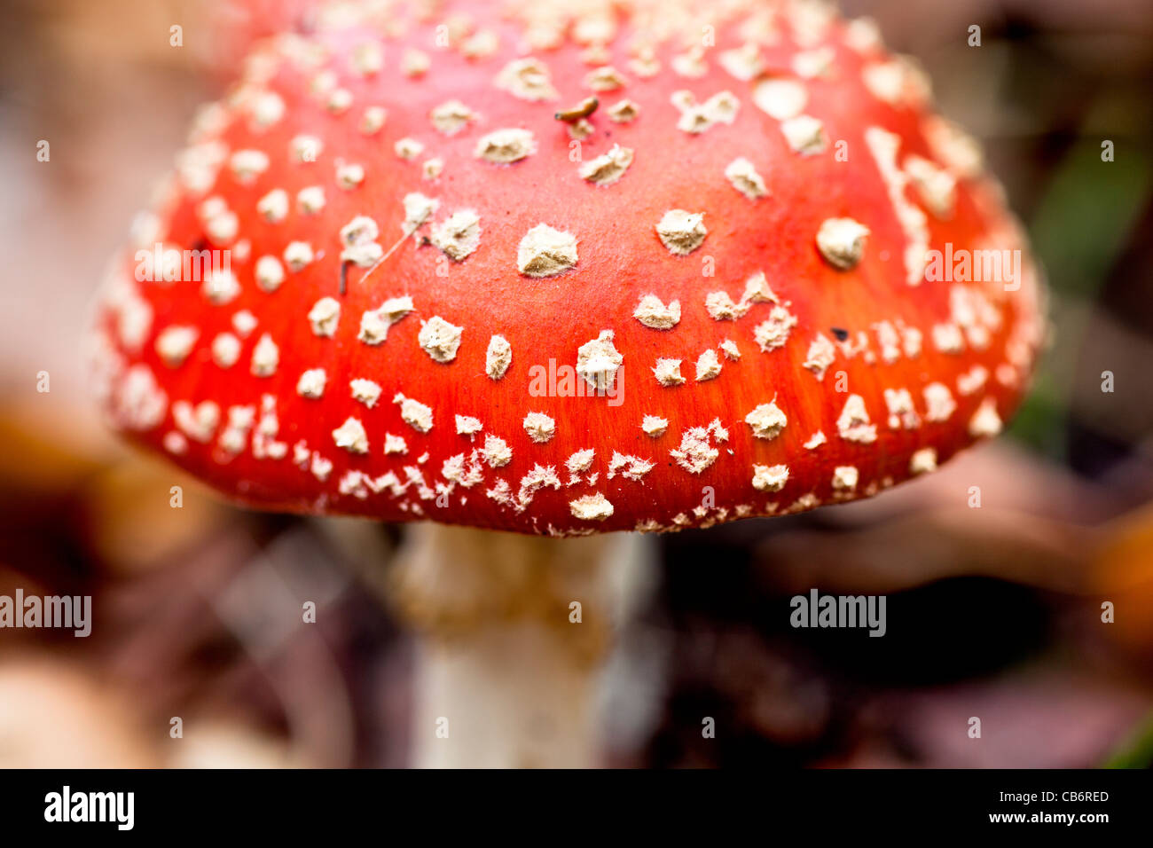 Close up of the cap of a single red and white spotted Fly Agaric ...