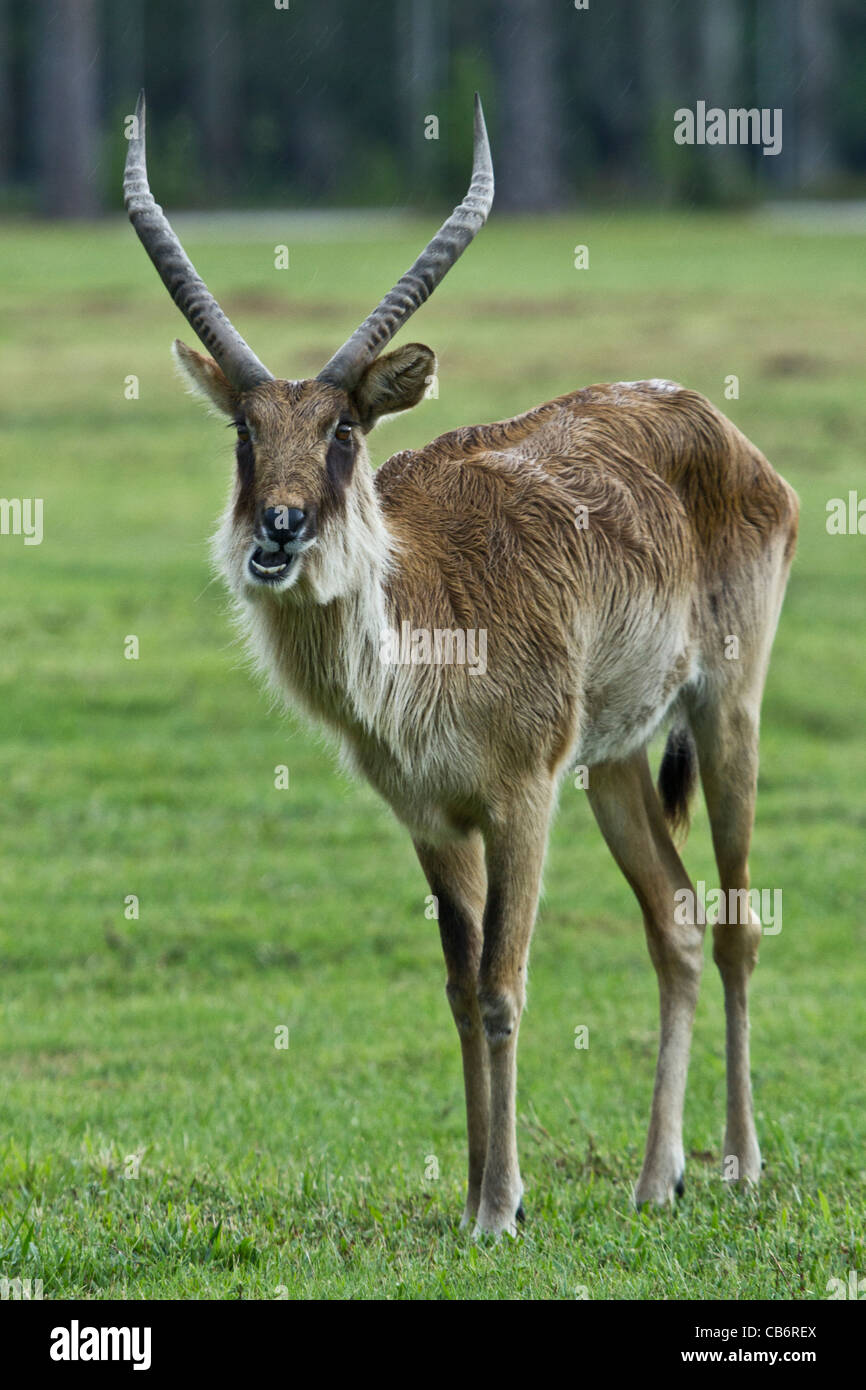Taxonomical hi-res stock photography and images - Alamy