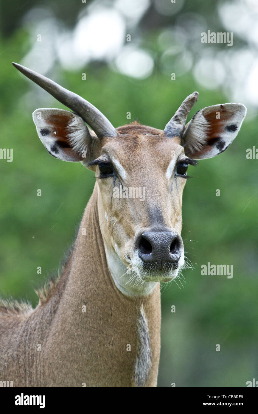 Nilgai in forest hi-res stock photography and images - Alamy