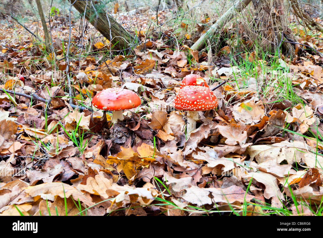 Group of three Fly Agaric (Amanita Muscaria) toadstools growing in a ...