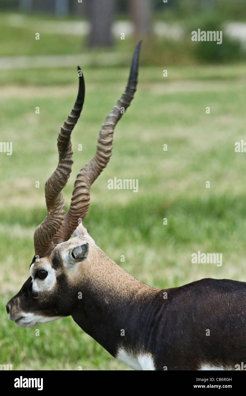 Taxonomical hi-res stock photography and images - Alamy